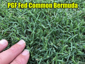 PGF Complete Lawn Fertilizer